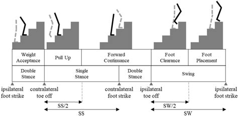 Stair Ascent Gait Cycle The 5 Phases Of The Gait Cycle During Stair Download Scientific
