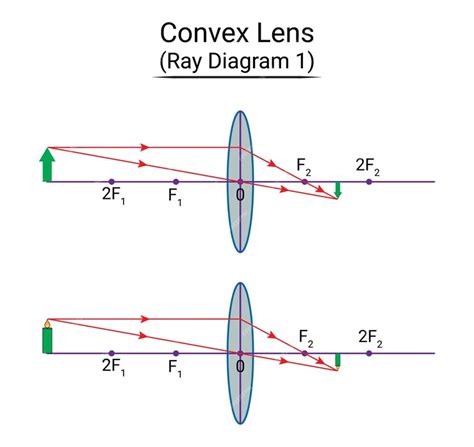 Premium Vector Convex Lens Ray Diagram 1