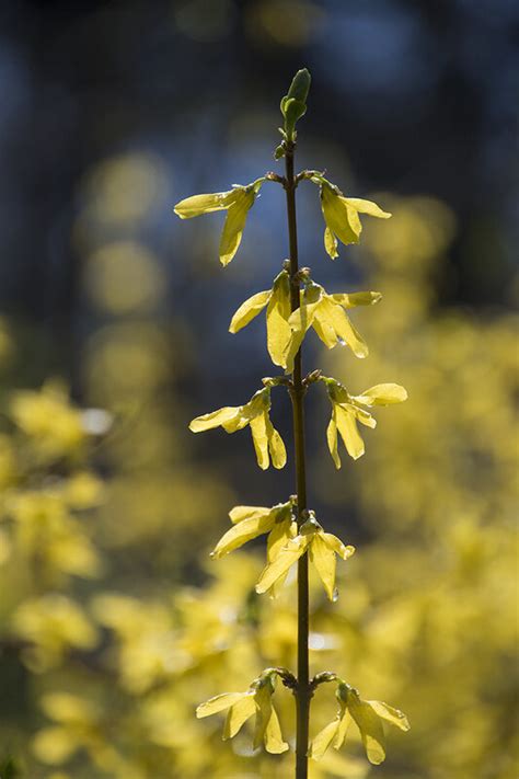 Photo In Nature Author Rossitsa Vassileva Rosivas Photo Forum