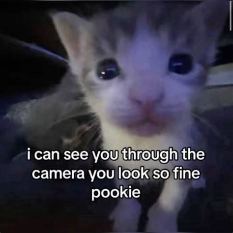 Pookie So Cuteeeee In 2024 Cat Memes Funny Looking Cats Funny Cute Cats