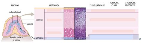 Adrenal Cortex And Medulla Diagram Quizlet