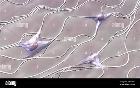 Skin Matrix Structure 3d Rendered Illustration Fibroblasts Collagen And Elastic Fibers 3d