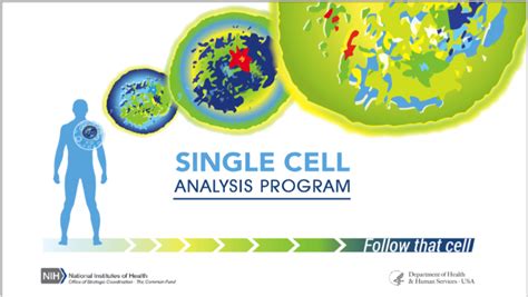 Single Cell Analysis