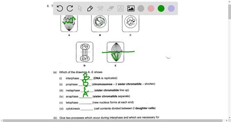 Solved The Drawings A E Show Stages Of Mitosis An Plant Cell Which
