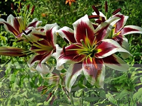 Lilium Miss Lily From Tropical Britain