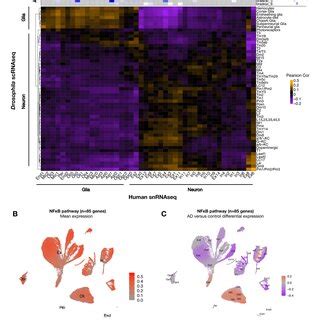 Conservation Of Cell Type Specific Gene Expression Signatures A Download Scientific Diagram