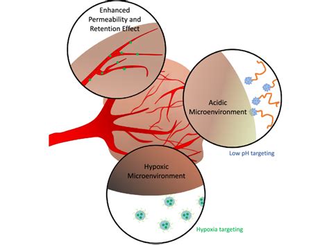 Characteristics Of The Tumor Microenvironment That Are Exploited For Download Scientific