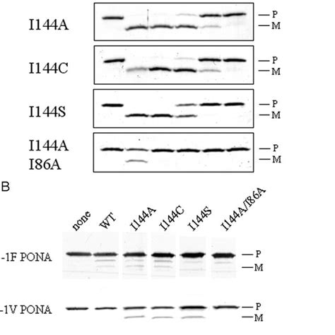 The Cleavage Site Of Signal Peptide Mutants By Various Signal Peptidase
