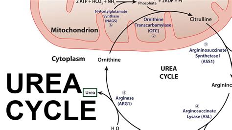 What Is A Urea Cycle At Trent Lopez Blog
