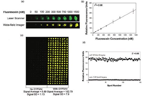 A Calibration Assay With Fluorescein Representative 1 × 9 Images