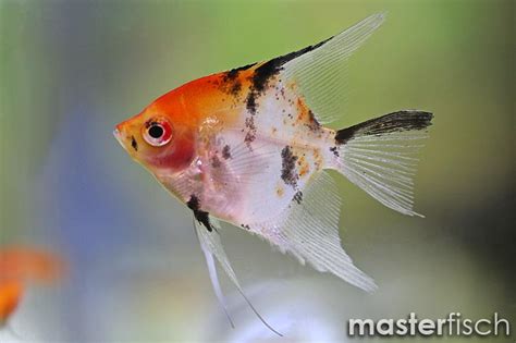 Koi Skalar Goldkopf Pterophyllum Scalare Aquaristik