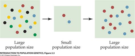 Bottleneck Effect Definition Example Video Lesson
