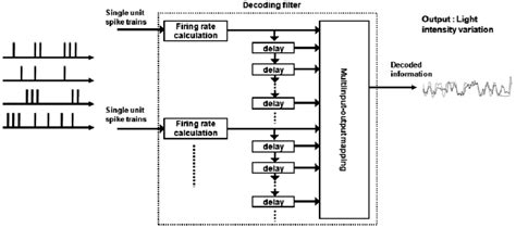 Structure Of An Optimal Linear Decoding Filter For Multiple Rgc Spike Download Scientific