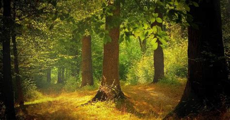 How To Merge Layers Corel Discovery Center