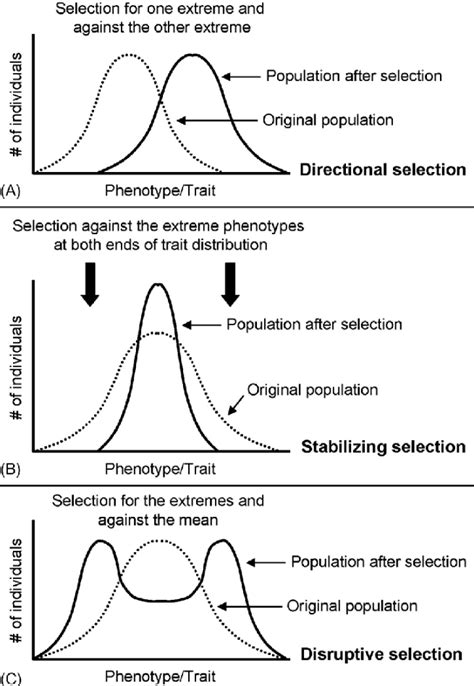 Directional Stabilizing Disruptive Selection
