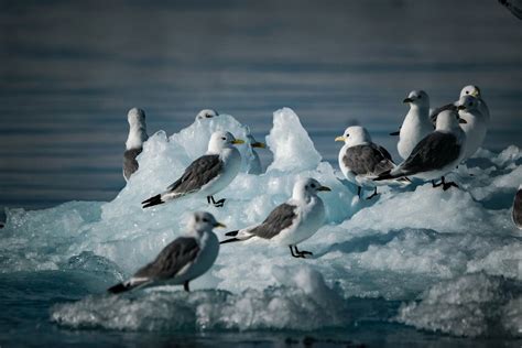 Migrating Seabirds And The Unintended Consequences Of Forever Chemicals