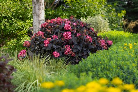 Eclipse® Bigleaf Hydrangea First Editions