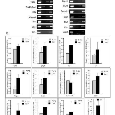Binding Of Elf5 To Regulatory Regions Of The Ccnd2 Gene A A Schematic Download Scientific