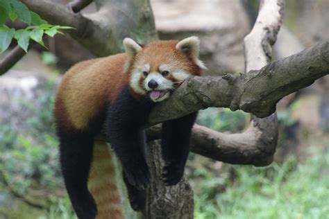 A Lazy Loading Combo Box In Only 3 Lines Of Code