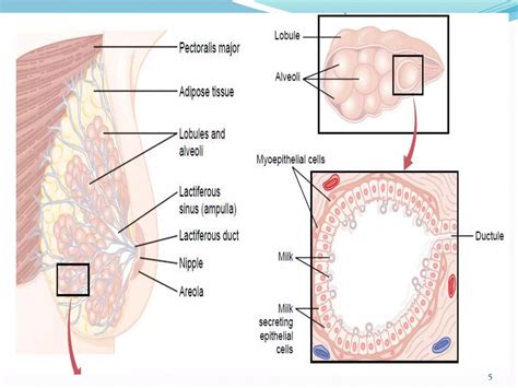 Physiology Of Lactation Pptx