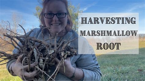 Marshmallow Root Extract Interactions At Hunter Lilley Blog