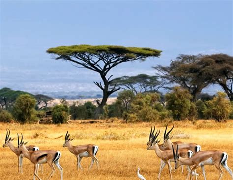 Plant Life Savannas And Deciduous Tropical Forests
