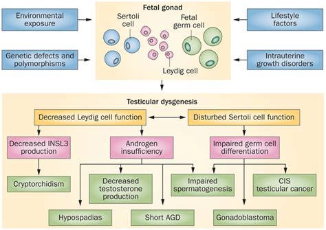 Testicular Dysgenesis Syndrome Multiple Genetic And Environmental