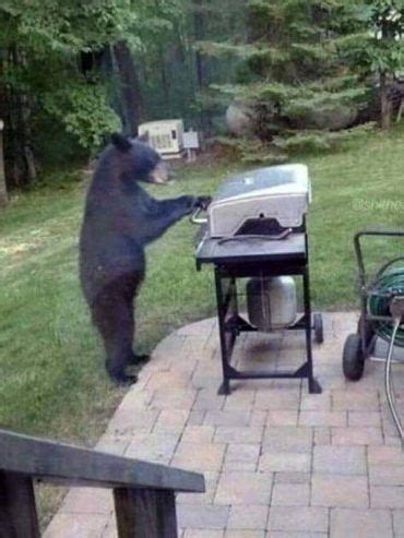 Just A Bunch Of Bears Having A Good Time Klyker Com