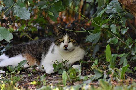 猫 小猫 国内动物 Pixabay上的免费照片 Pixabay