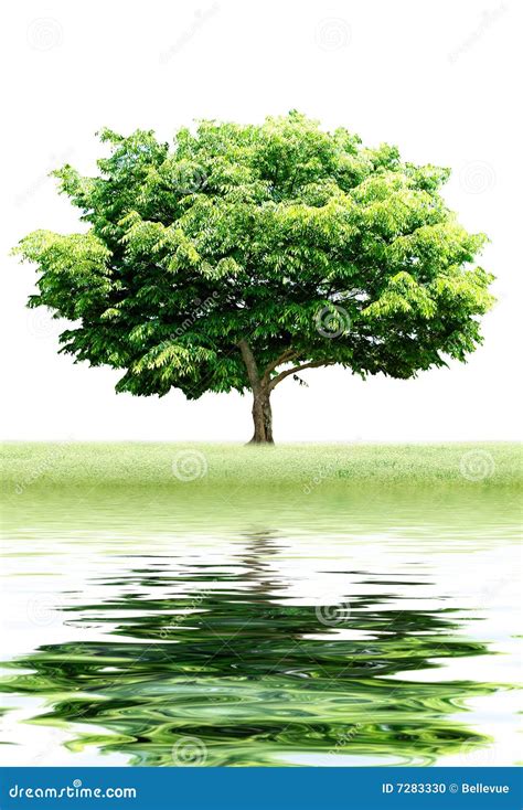 Tree Reflection Stock Photo Image Of Reflection Summertime 7283330