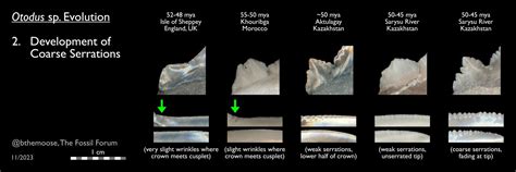 Otodus Transitions Stage 2 Member Collections The Fossil Forum