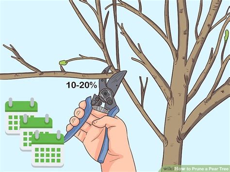 How To Prune A Pear Tree 12 Steps With Pictures WikiHow