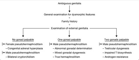 Differential Diagnosis Formulated At Completion Of The Clinical Download Scientific Diagram