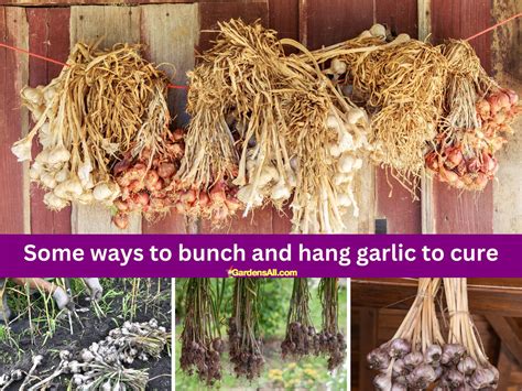 How To Dry Garlic After Harvesting Expert Guide For Optimal Preservation