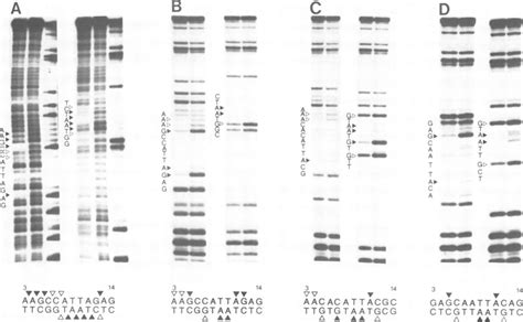 Ethylation And Methylation Interference Experiments With The Ftz Hd