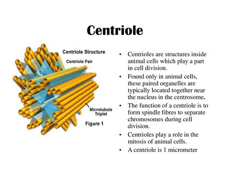Centrioles Function