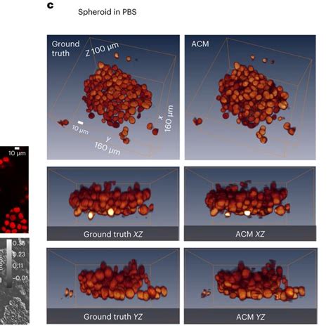 label free intracellular segmentation in turbid spheroids a b cellular
