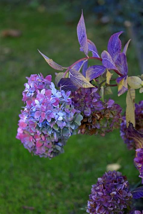 The Autumn Color Of A Hydrangea With Pretty Color Variations Stock
