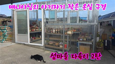 섬마을 2탄 어촌마을에 작은 온실속 다육이들 서울에서 7시간10분거리 다육이 찾아 삼만리 묵둥이 창 다육이 섬마을 넙도 달콤한총각다육 Youtube