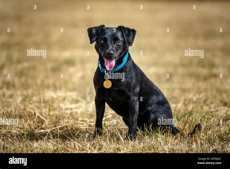 Black Patterdale Cross Border Terrier Looking Directly At The Camera