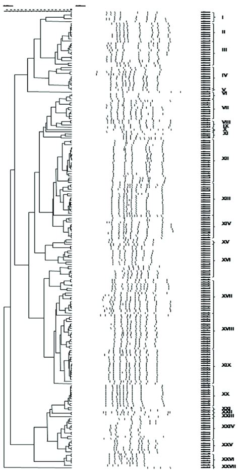 Cluster Analysis Of Pcr Rapd Patterns Of Bacterial Isolates Obtained