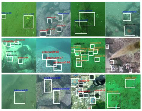 A Marine Organism Detection Framework Based On The Joint Optimization Of Image Enhancement And