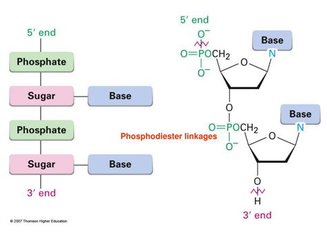 Ppt Stereochemistry Powerpoint Presentation Free Download Id 5958342