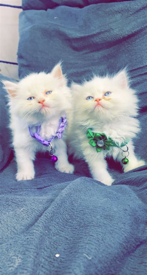 🎀 Cats Animals Dog Like Explore Cat Linda Follow Rells Fyp