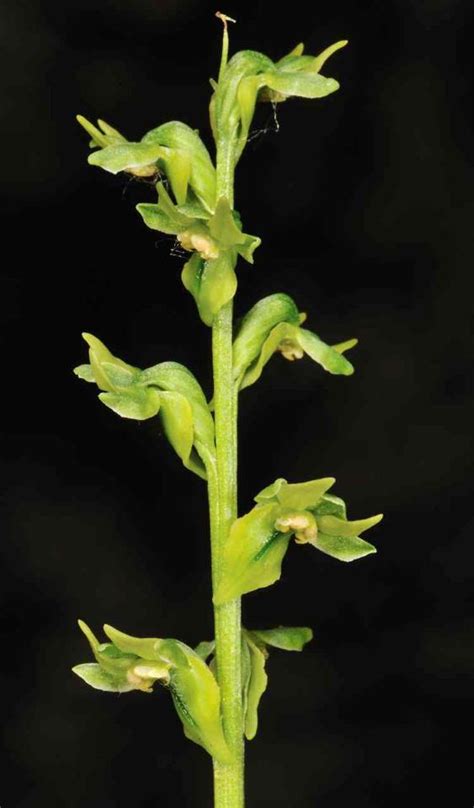 Herminium Macrophyllum Orchid Photo Gallery
