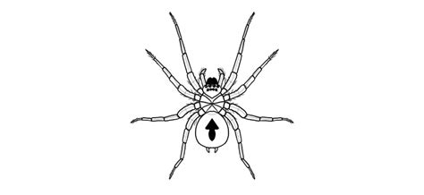 How To Draw A Spider Step By Step