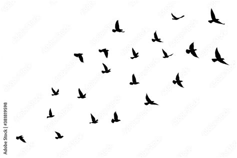 Flying Birds Silhouettes On Isolated Background Vector Illustration