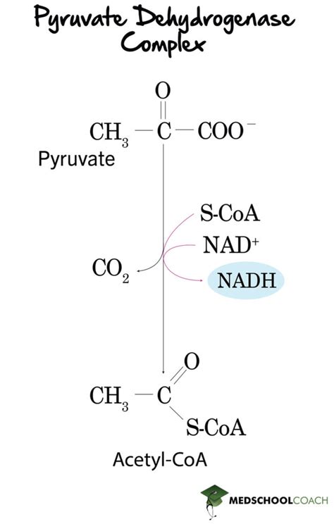 Pyruvate Dehydrogenase Complex