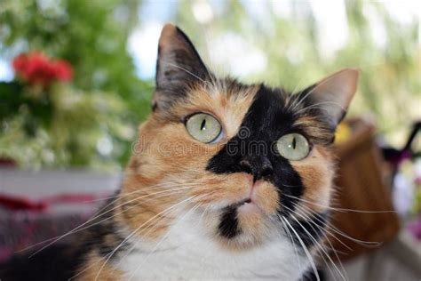 Calico Domestic Cat With A Black Nose Looking Up Stock Image Image Of