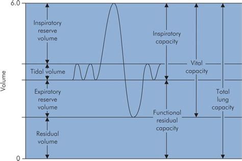 Respiratory Physiology Anesthesia Key